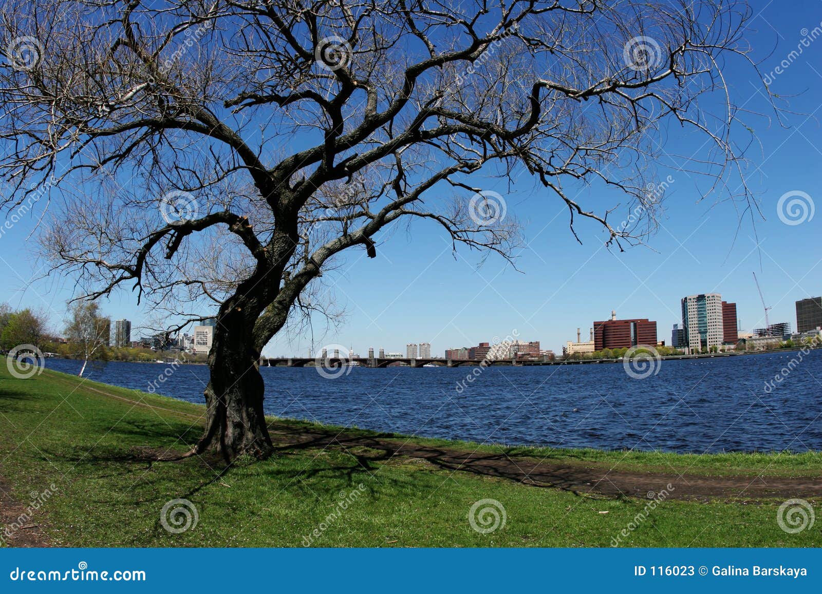 Tree by the river stock image. Image of lake, fresh, boston - 116023