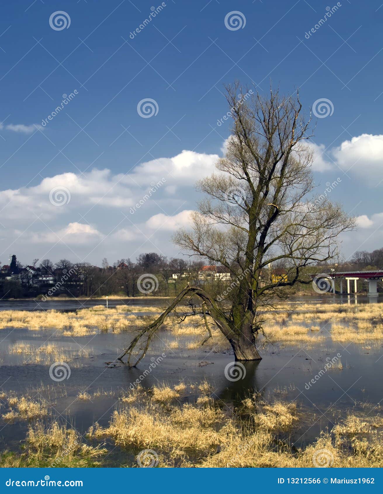Tree in the river stock photo. Image of blue, village - 13212566