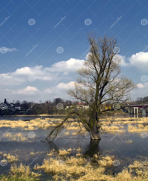 Tree in the river stock photo. Image of blue, village - 13212566