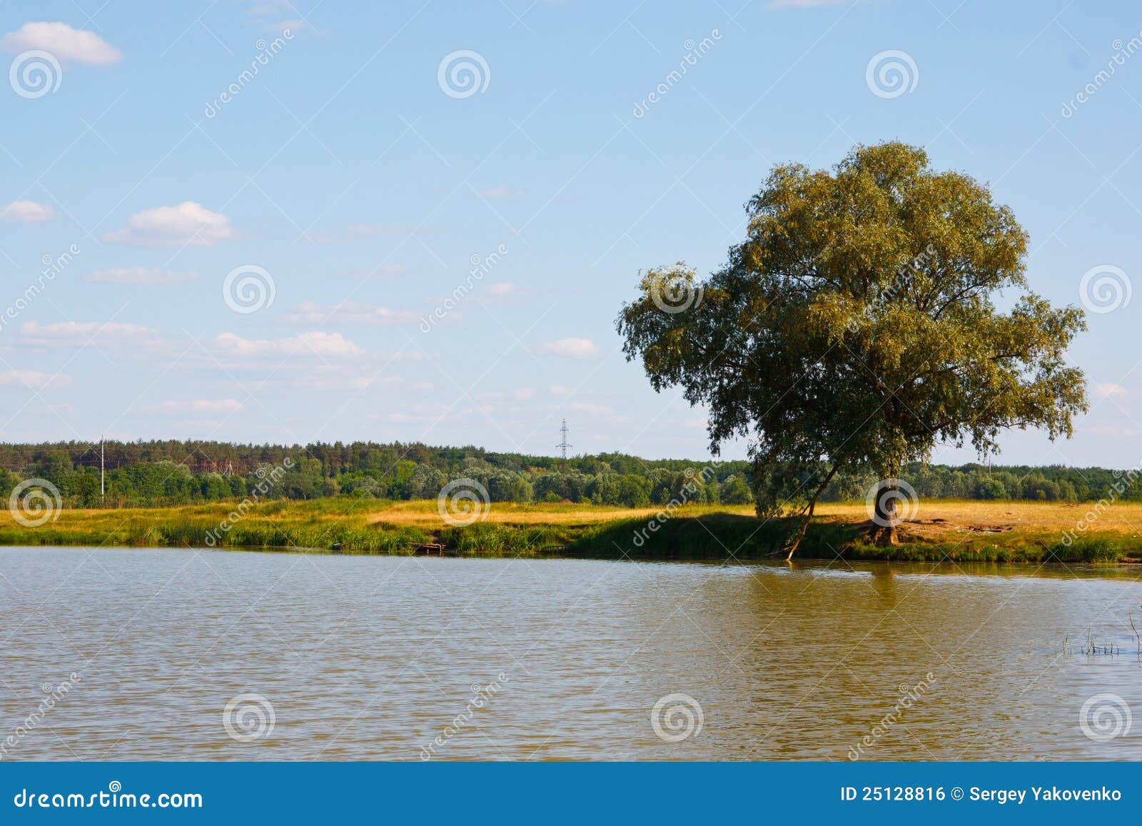 Tree on a river stock photo. Image of coast, season, peaceful - 25128816