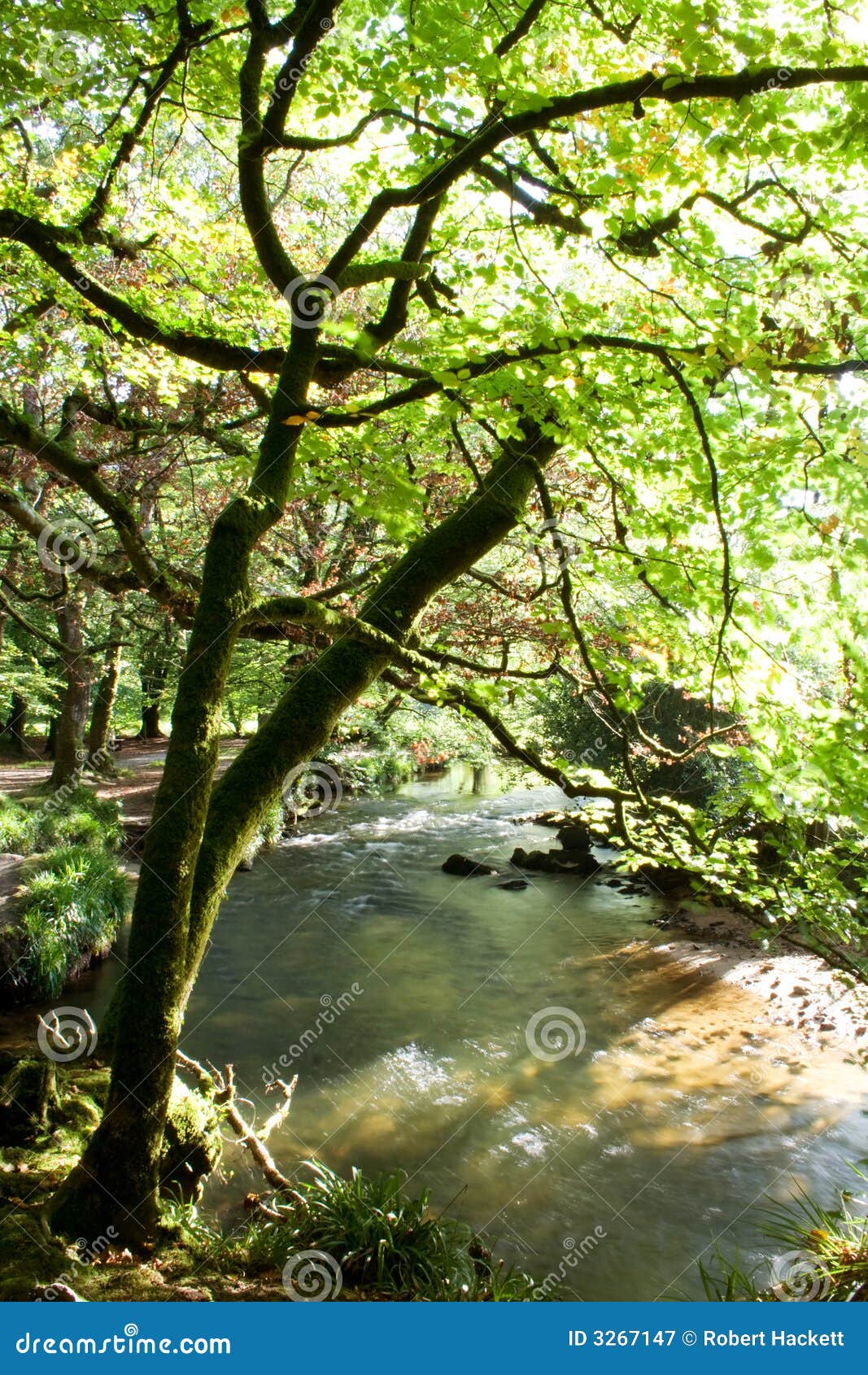 Tree by river stock image. Image of landscape, sunlight - 3267147