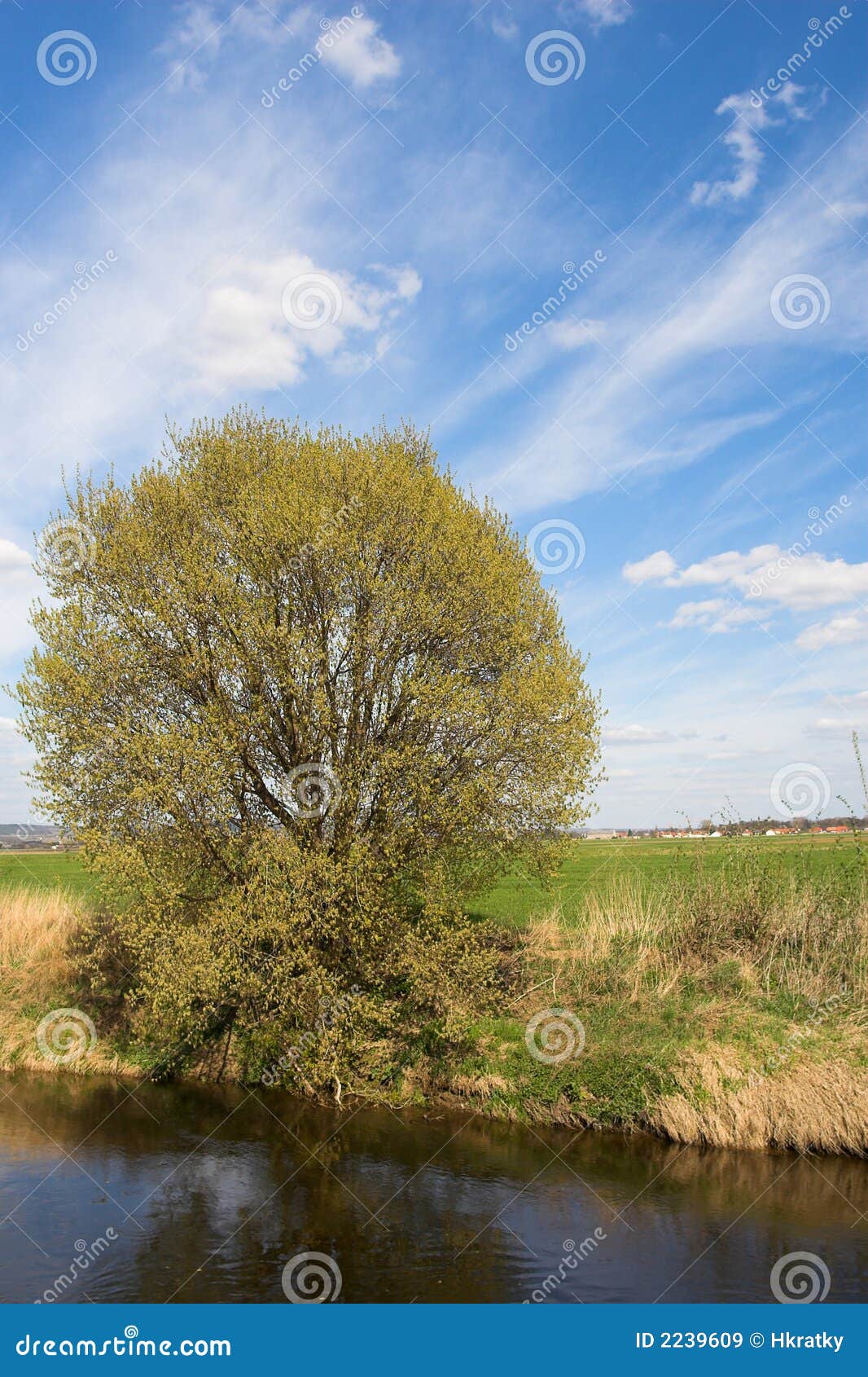 Tree on a river bank. stock image. Image of rural, landscape - 2239609
