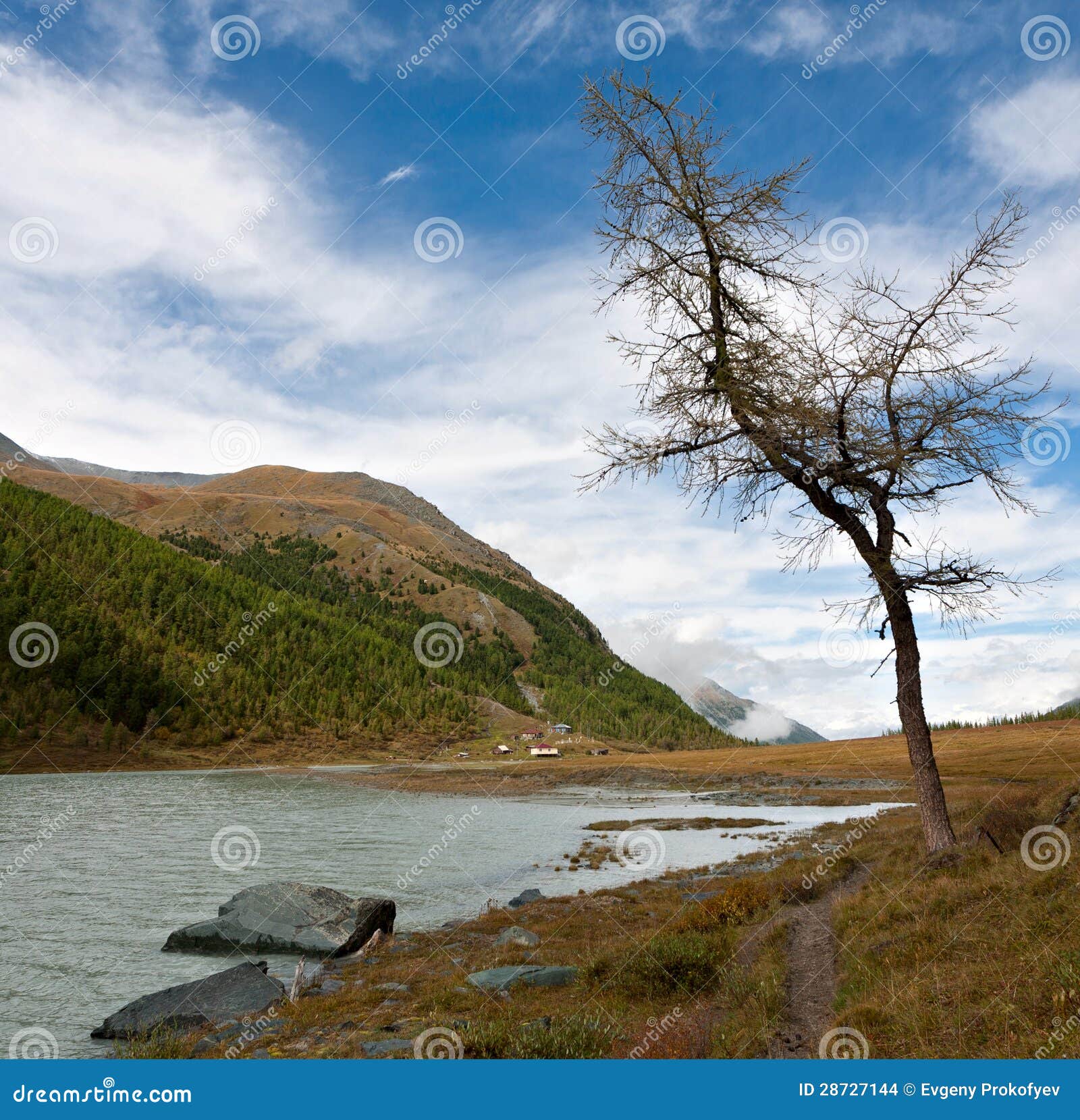 Tree at the river bank stock photo. Image of hillock - 28727144