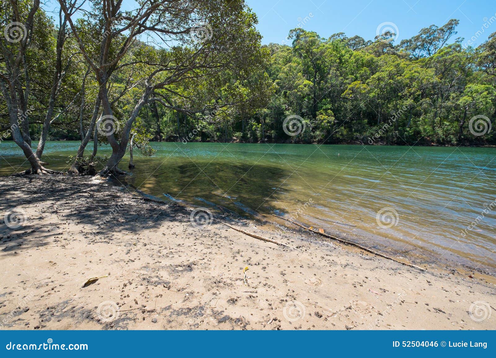 Tree on a river bank stock photo. Image of reflection - 52504046