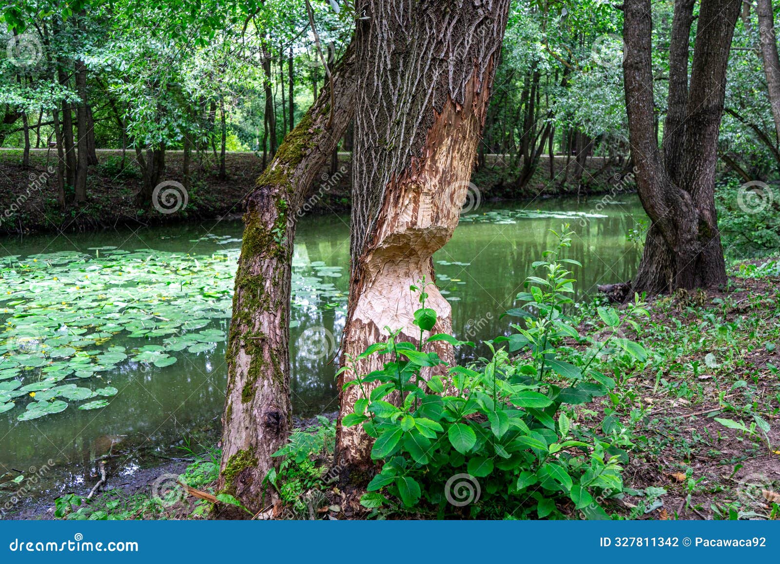 Tree on River Bank Gnawed by Beavers Stock Photo - Image of trees ...