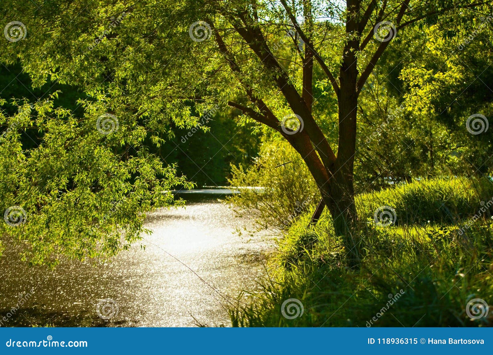 Tree on River Bank at Sunset. Stock Image - Image of crown, shine ...