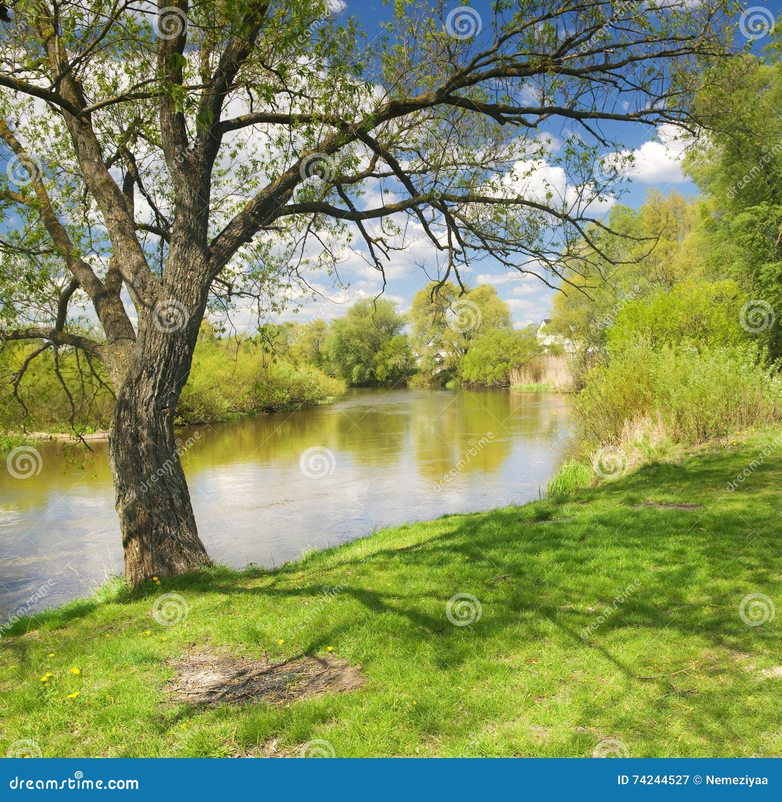Tree on river bank stock image. Image of park, reflection - 74244527