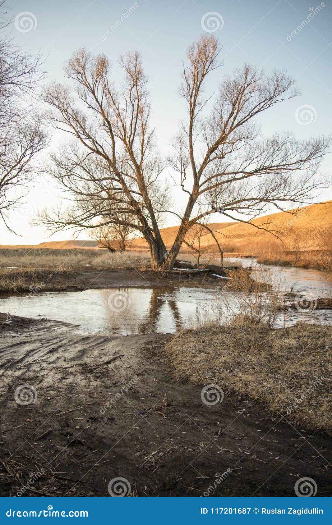 Tree on the river Bank stock image. Image of outdoor - 117201687