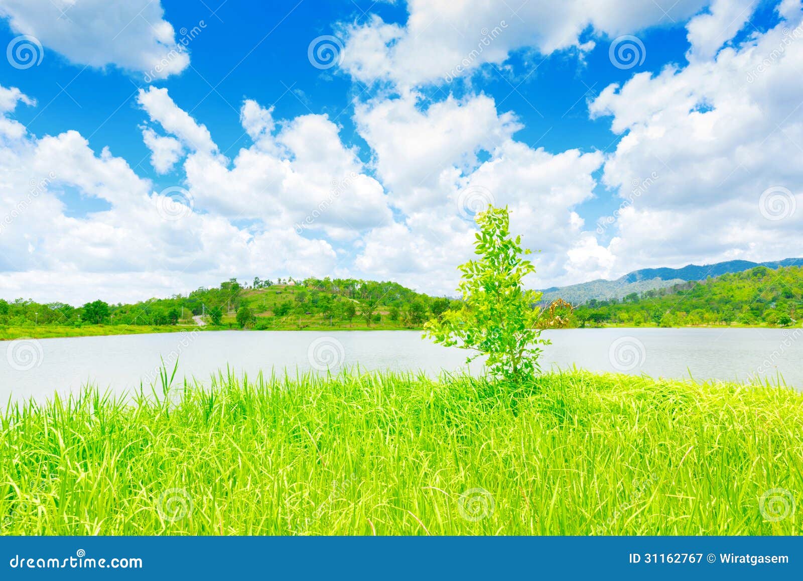 A tree and river stock image. Image of scenery, spring - 31162767