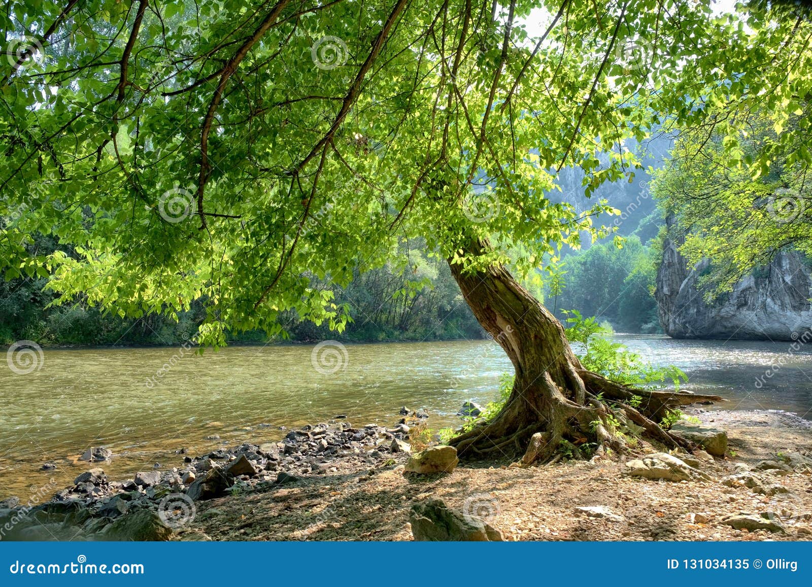 Tree by the River, Bulgaria Stock Image - Image of introvert, canyon ...