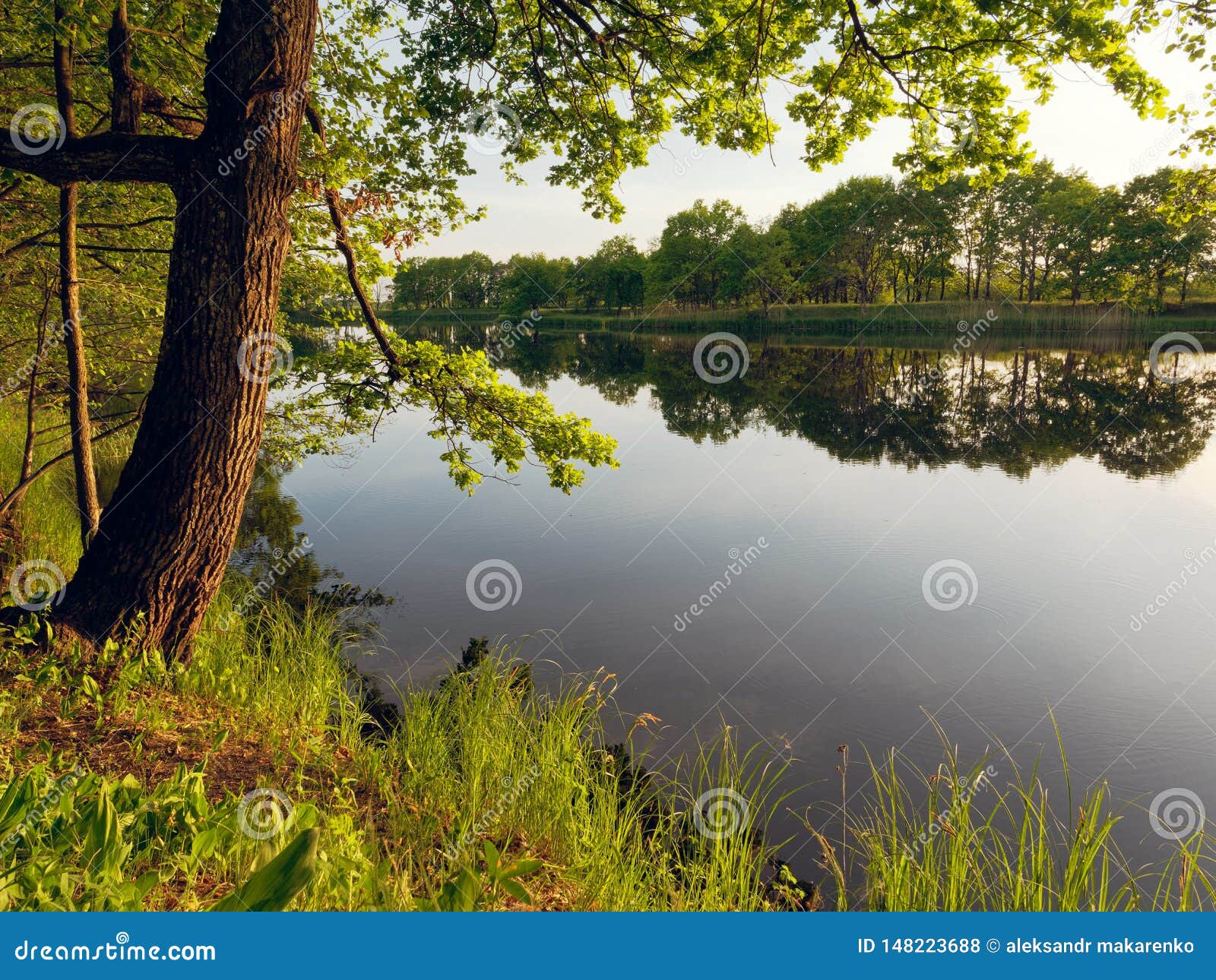 Tree by the River in the Evening on a Green Background Stock Photo ...