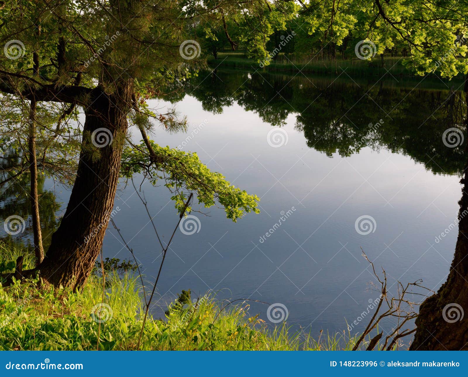 Tree by the River in the Evening on a Green Background Stock Photo ...