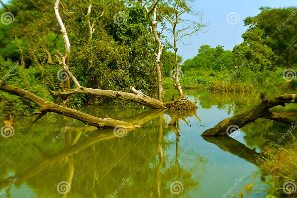 Tree in the river stock photo. Image of wood, road, lemon - 133780480