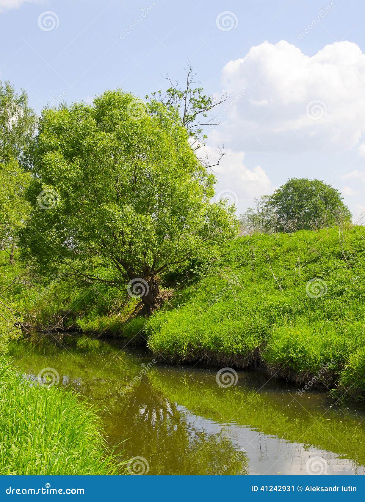 A tree by a river stock image. Image of stream, landscape - 41242931