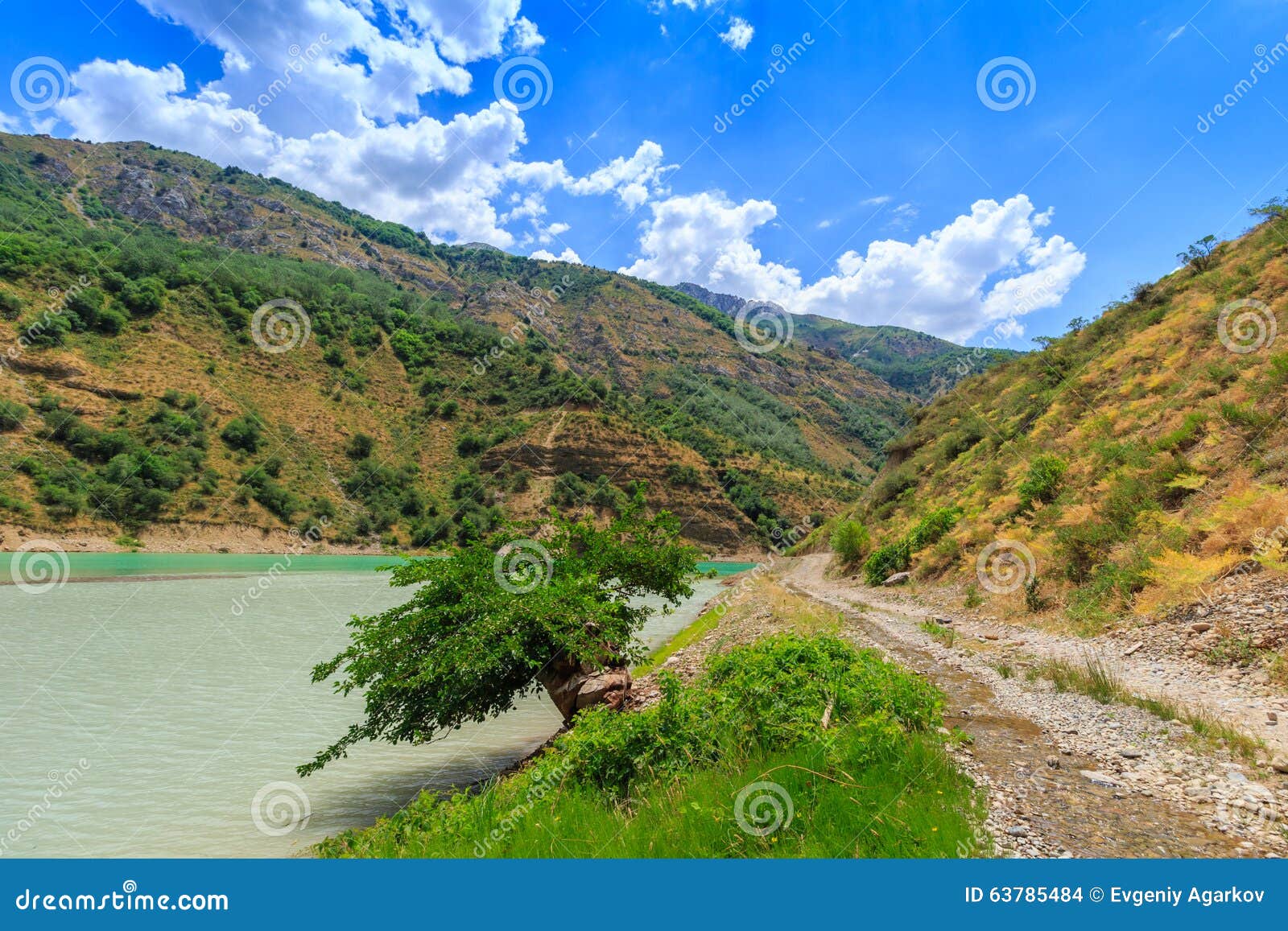 Tree by the River, Landscape of Uzbekistan Stock Photo - Image of ...