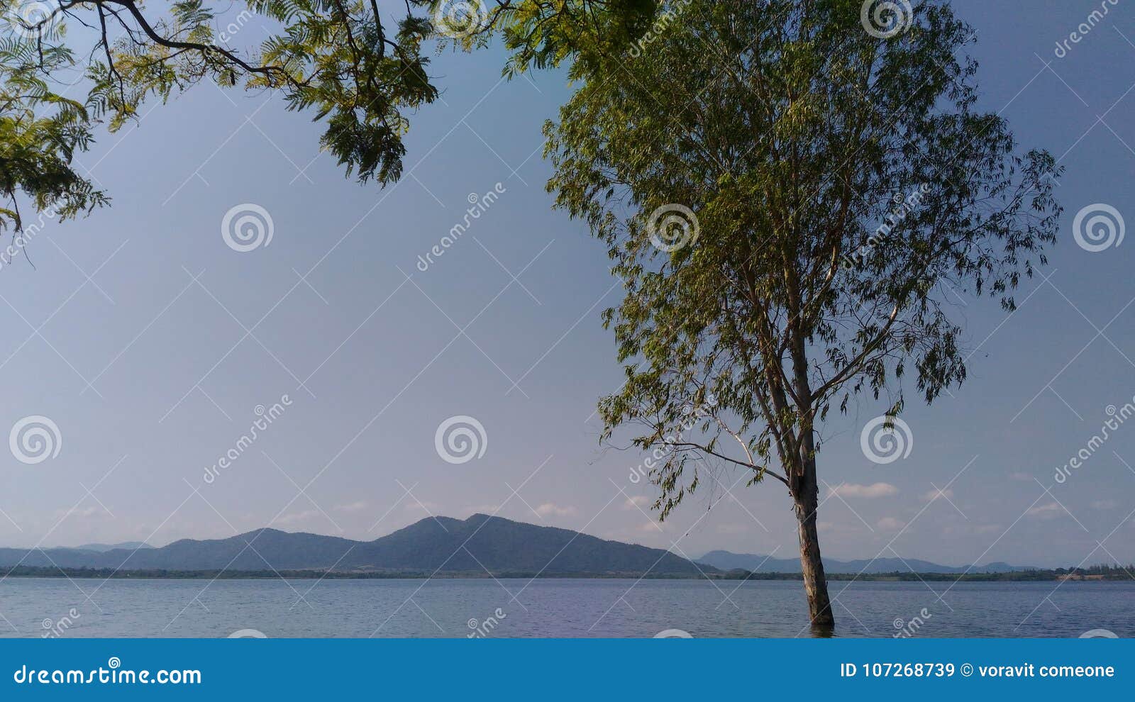 Tree on the River and Mountain Cute Sky Stock Image - Image of mountain ...