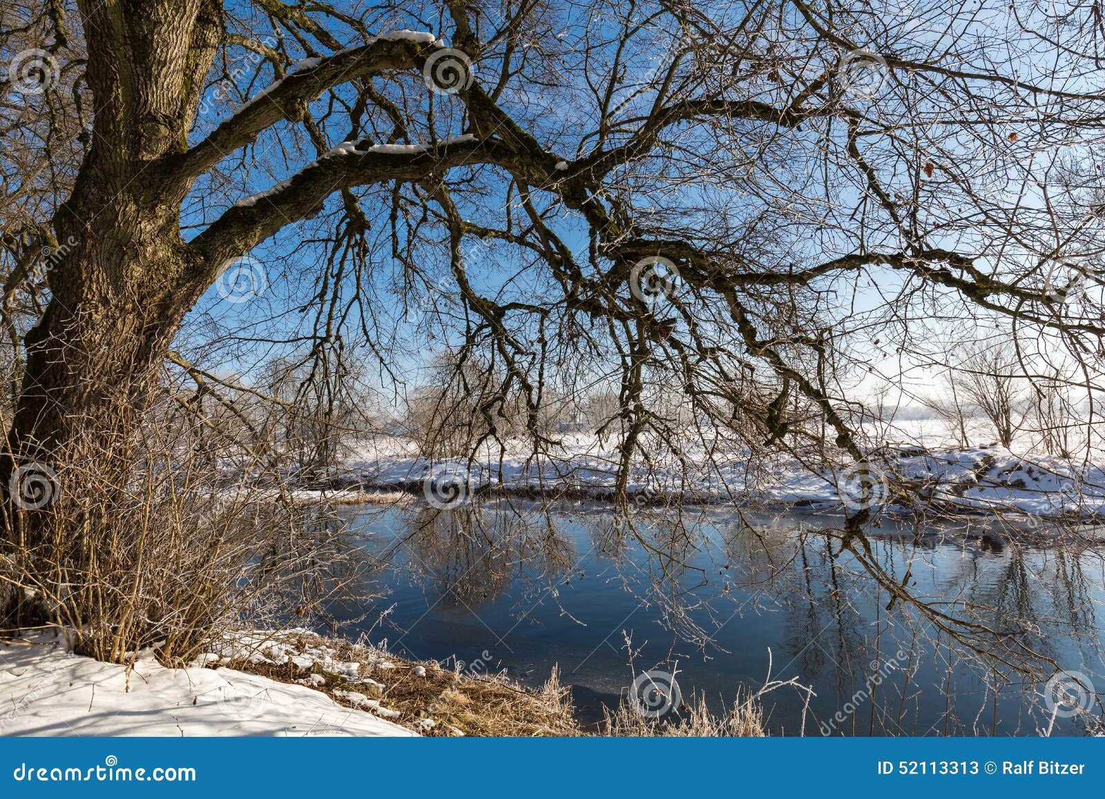 Tree by the river stock image. Image of black, forest - 52113313