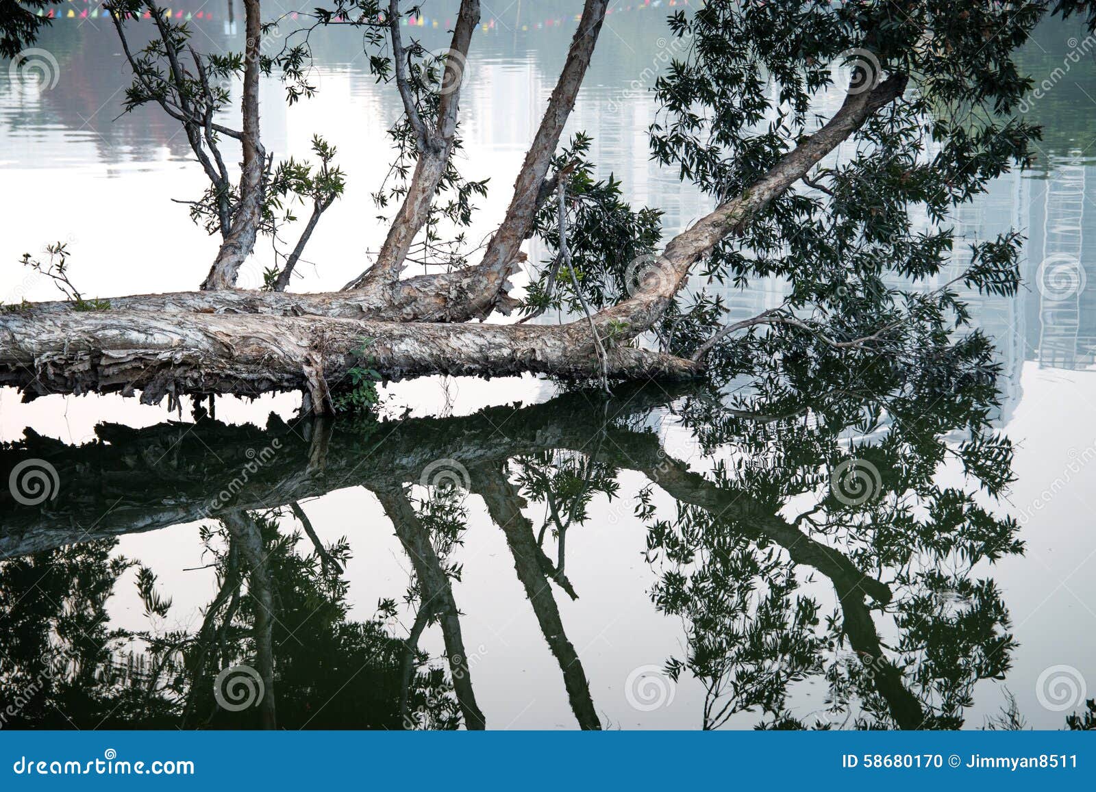 Tree in river stock photo. Image of reflection, water - 58680170
