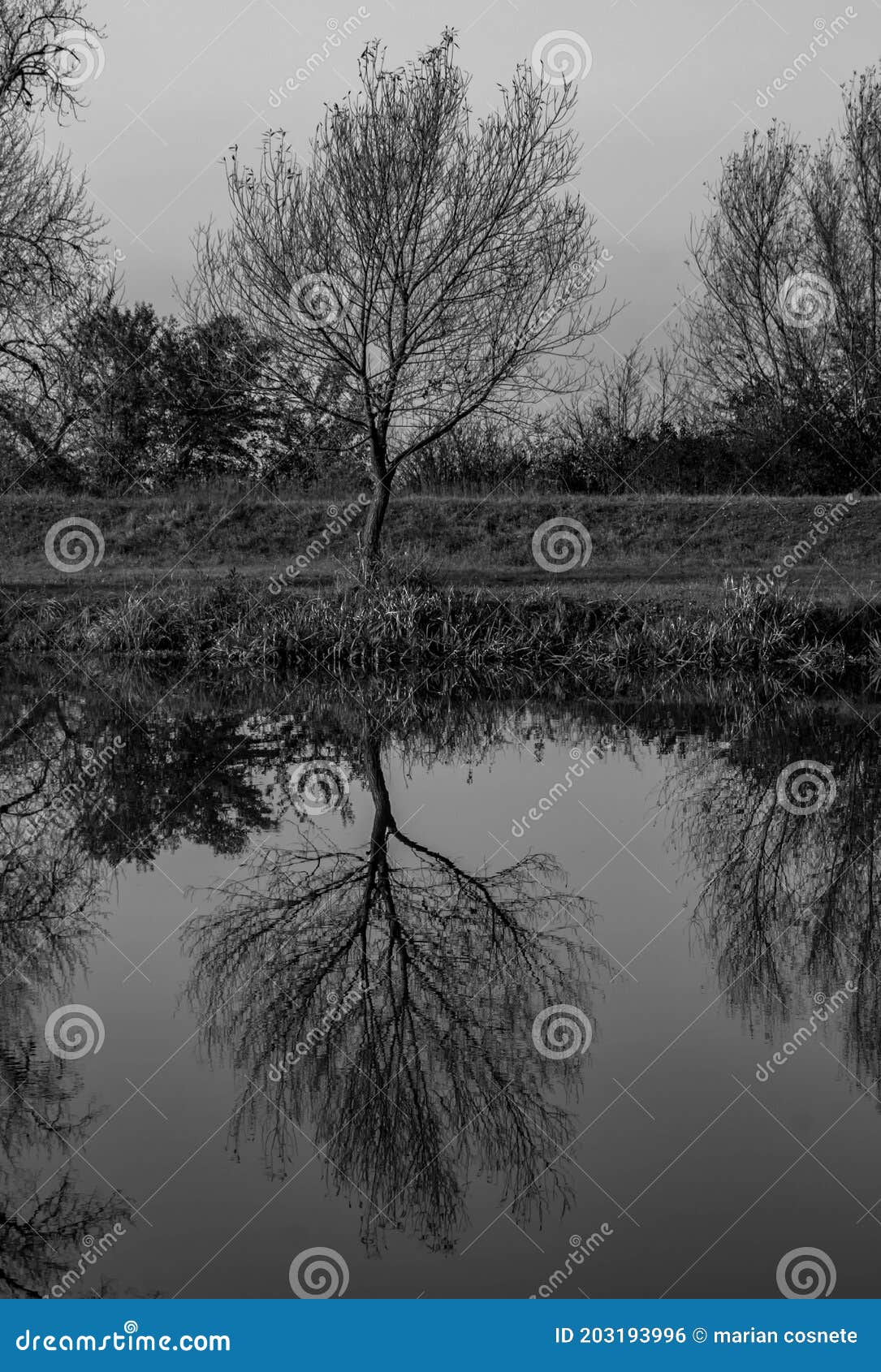 Tree on the River Reflection Stock Photo - Image of refl, wetland ...