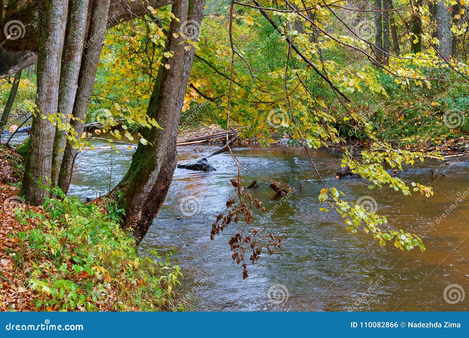 Tree on the River Shore, Tree Branches Hanging Over the Forest River ...