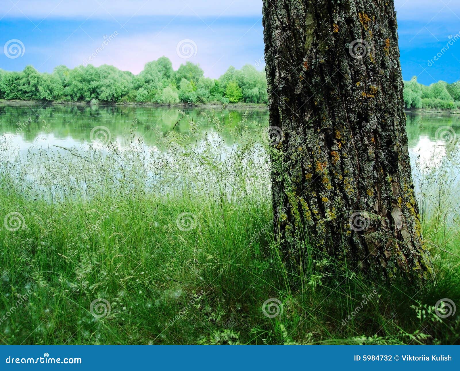 Tree, river and sky stock photo. Image of beauty, channel - 5984732