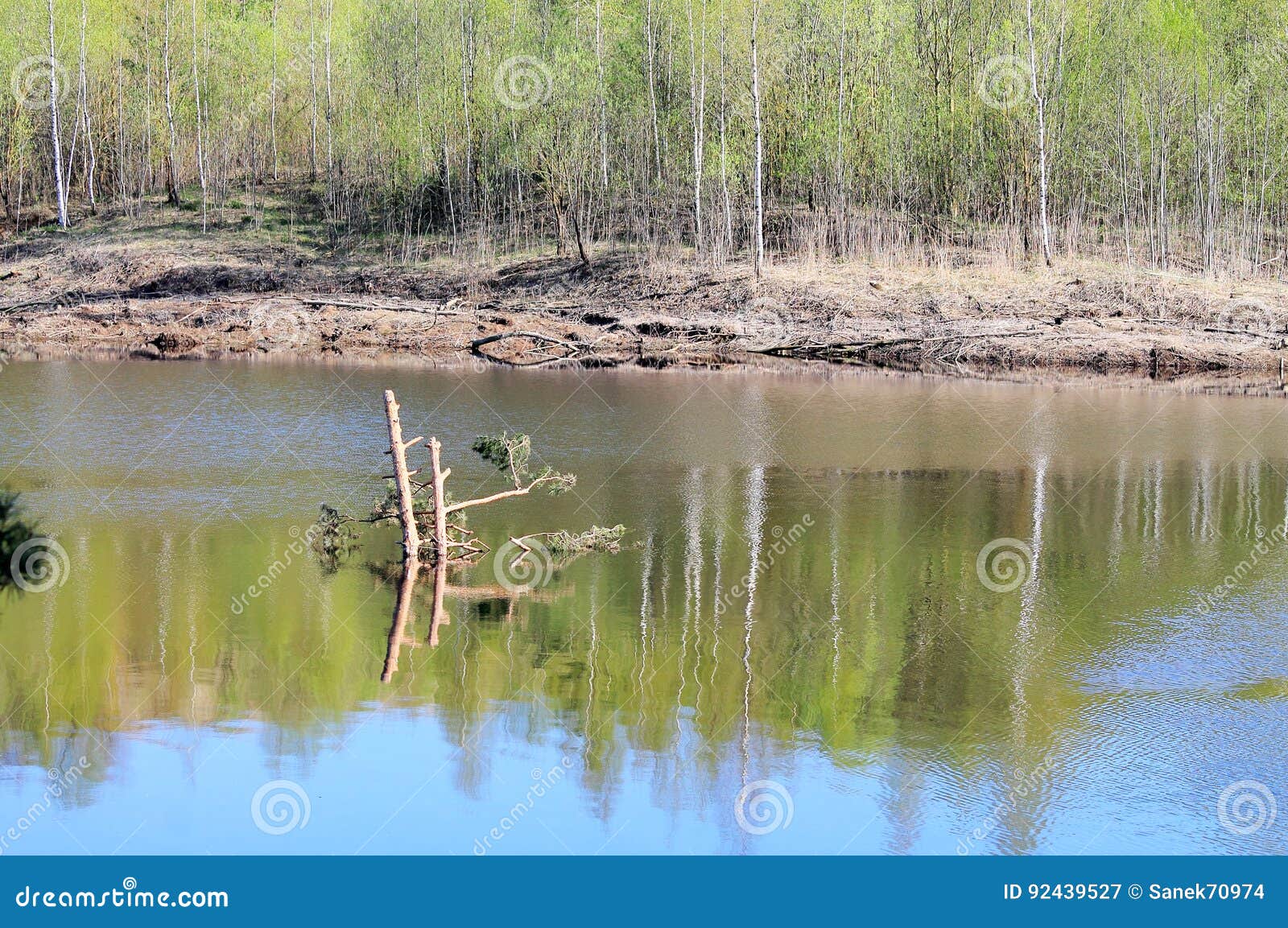Tree in the river stock image. Image of tree, morning - 92439527