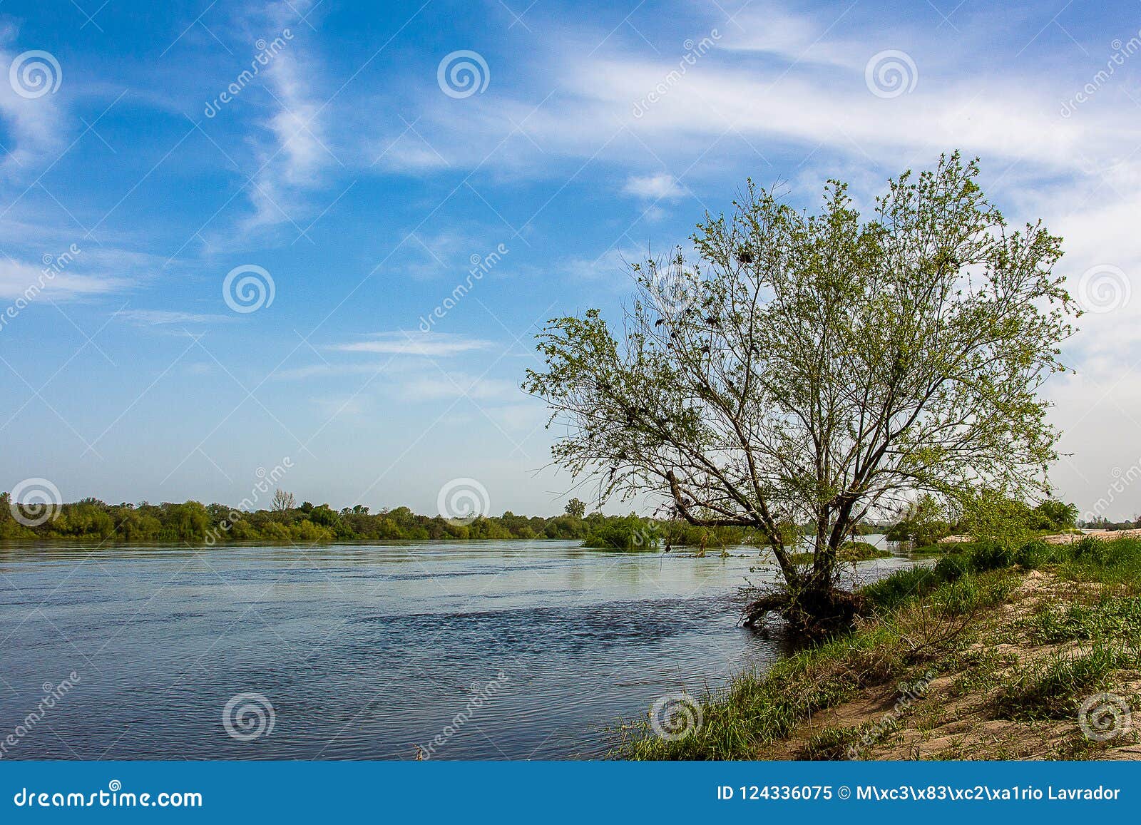 Tree by the River stock image. Image of landscape, scenic - 124336075