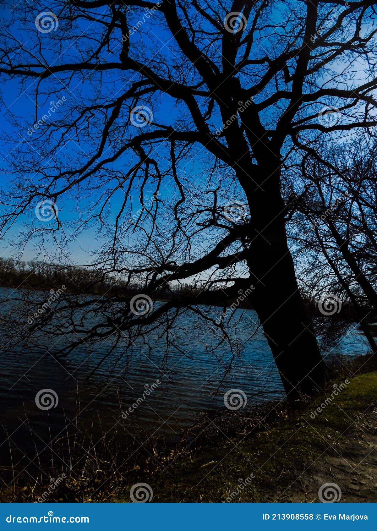 Tree by the river stock photo. Image of flower, plant - 213908558