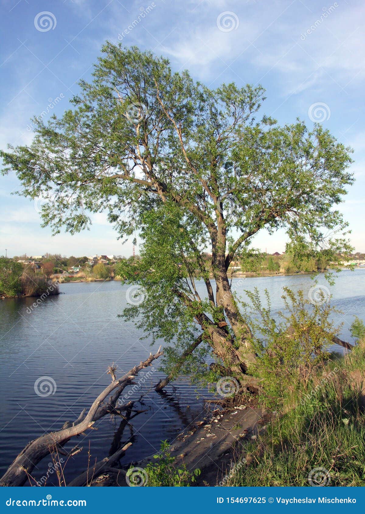 Tree by the river. stock image. Image of summer, tree - 154697625
