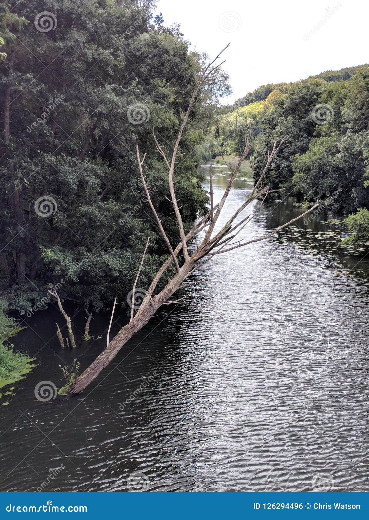 Tree in the river stock photo. Image of tree, dorset - 126294496