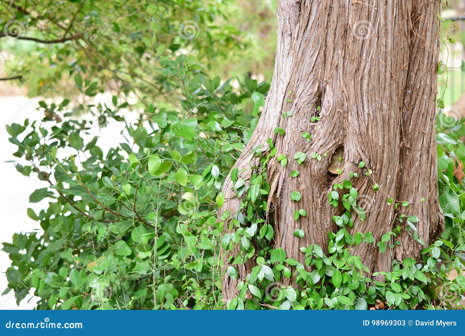 Tree on riverside stock image. Image of riverside, gardens - 98969303