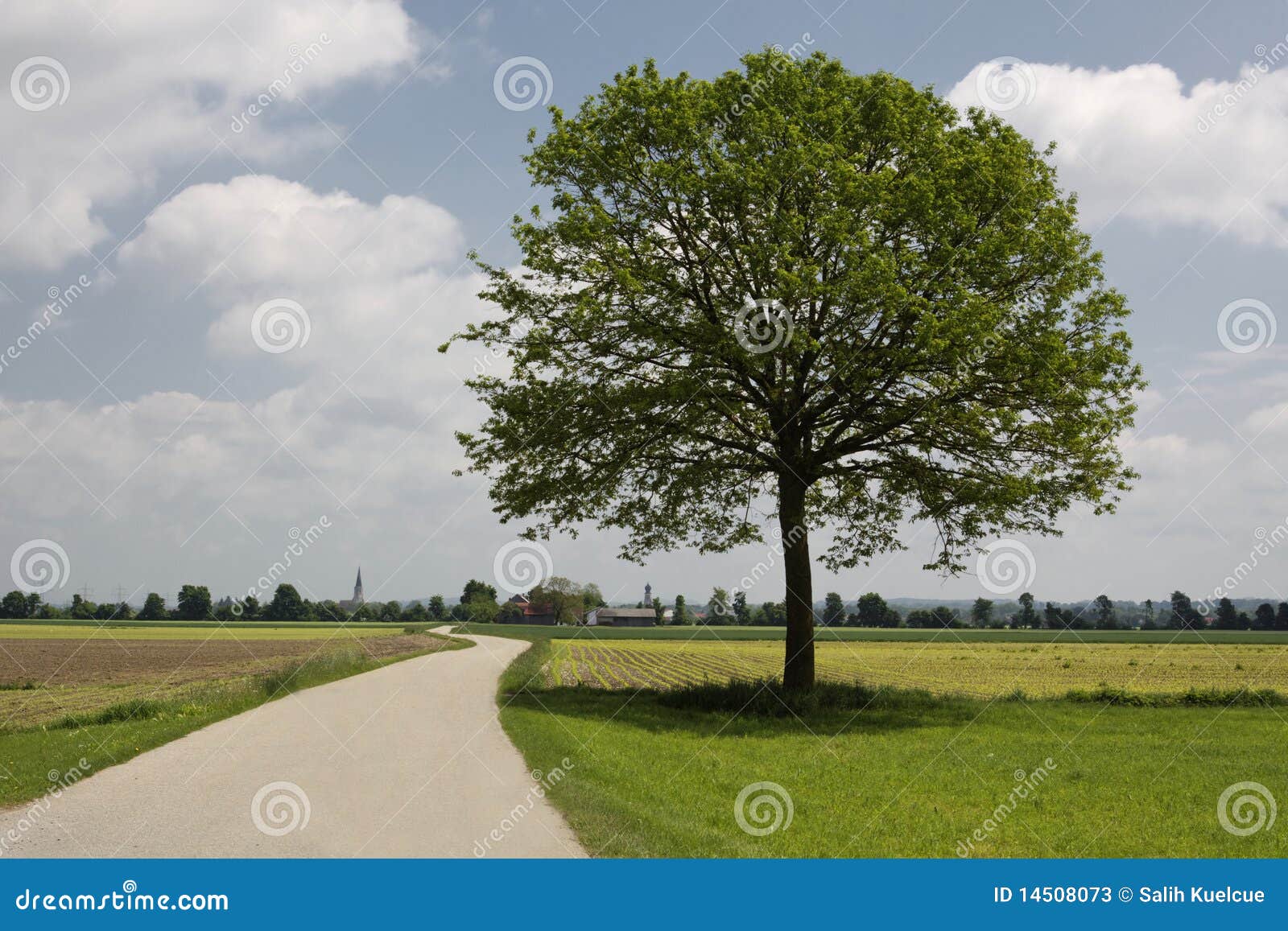 Tree and road stock image. Image of landscape, spring - 14508073