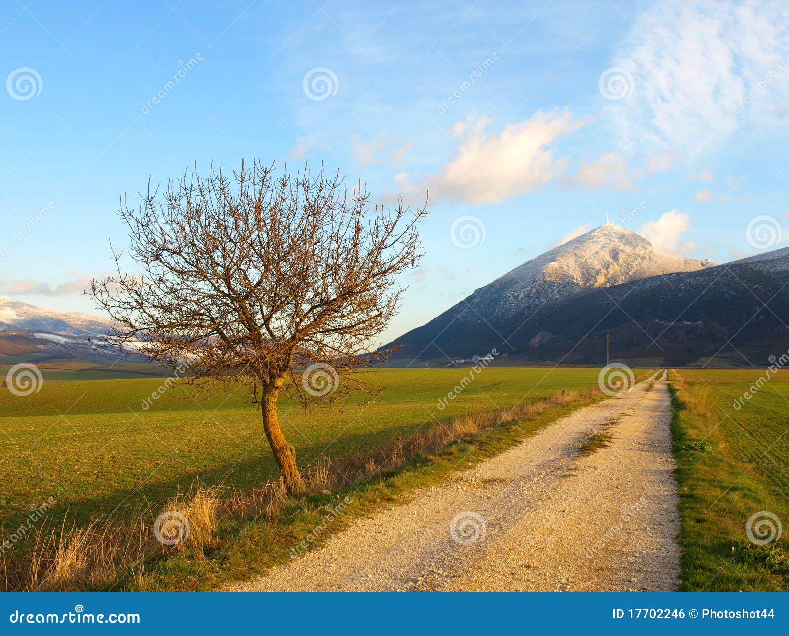 Tree by the Road stock photo. Image of farm, countryside - 17702246