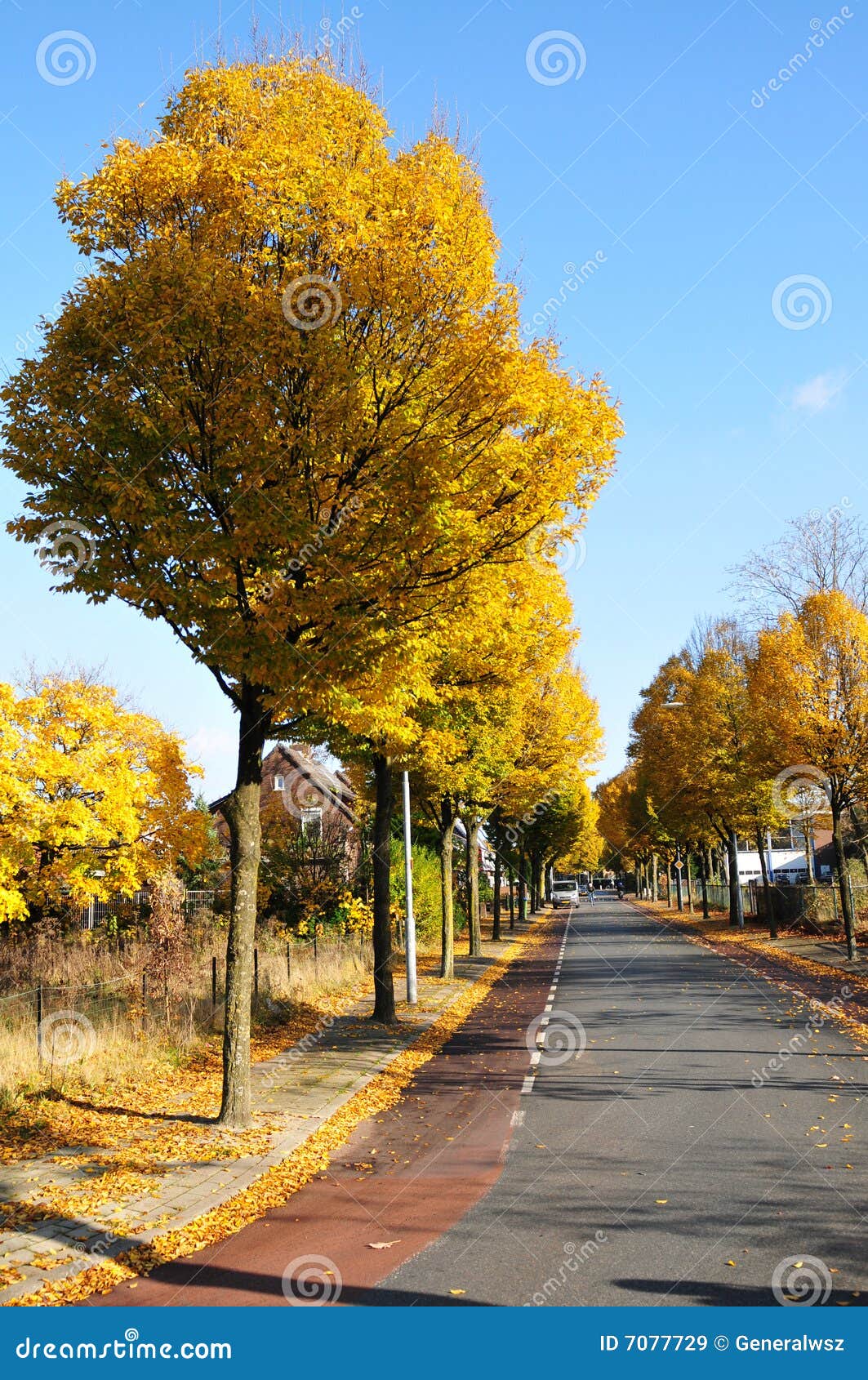 Tree and road stock image. Image of leafe, road, autumn - 7077729