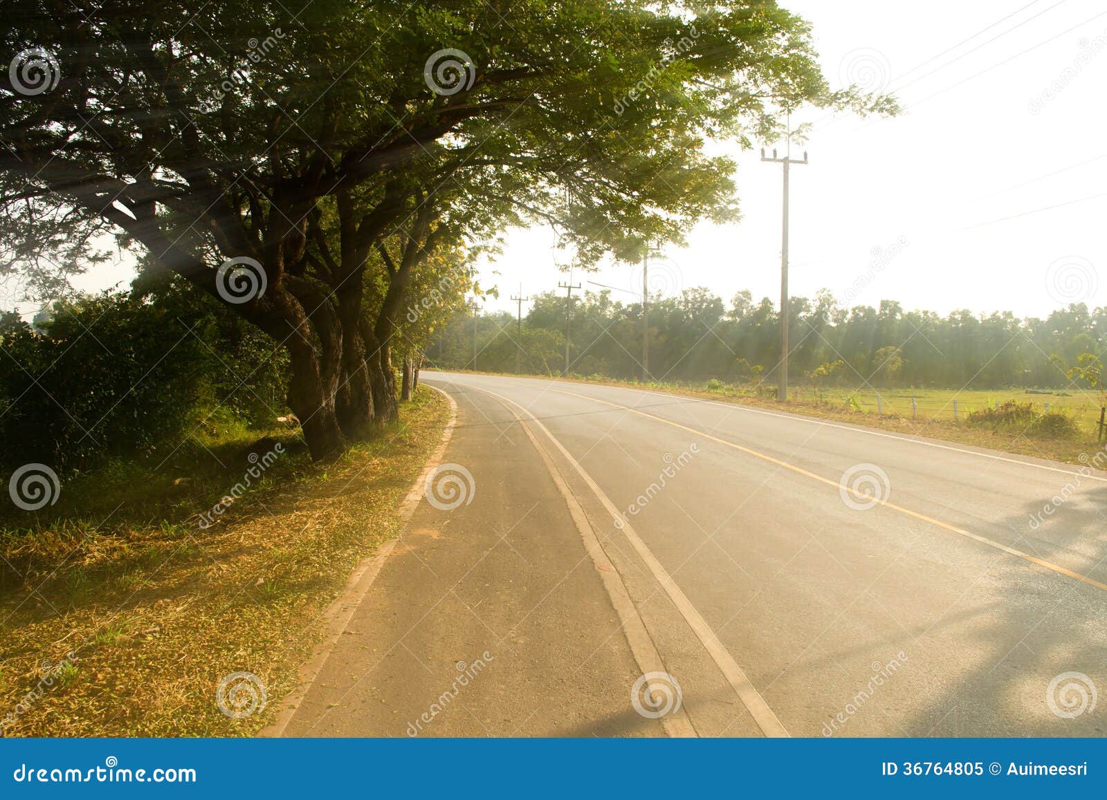 Tree on the road stock image. Image of empty, journey - 36764805