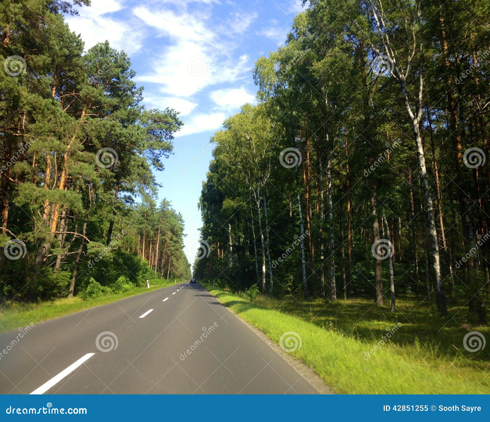 Forest Highway stock image. Image of street, birch, hope - 42851255