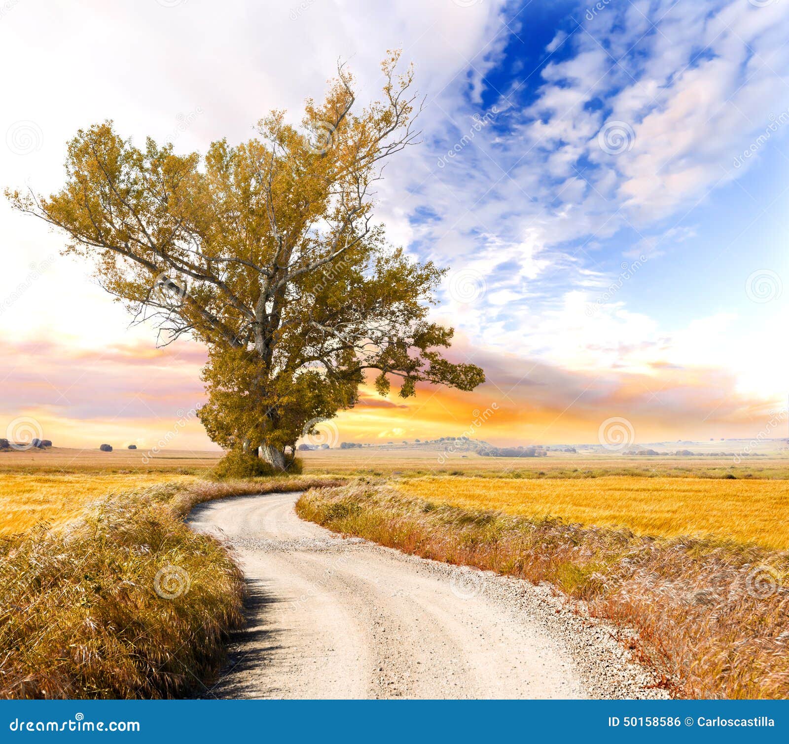 Tree and road landscape stock photo. Image of environment - 50158586