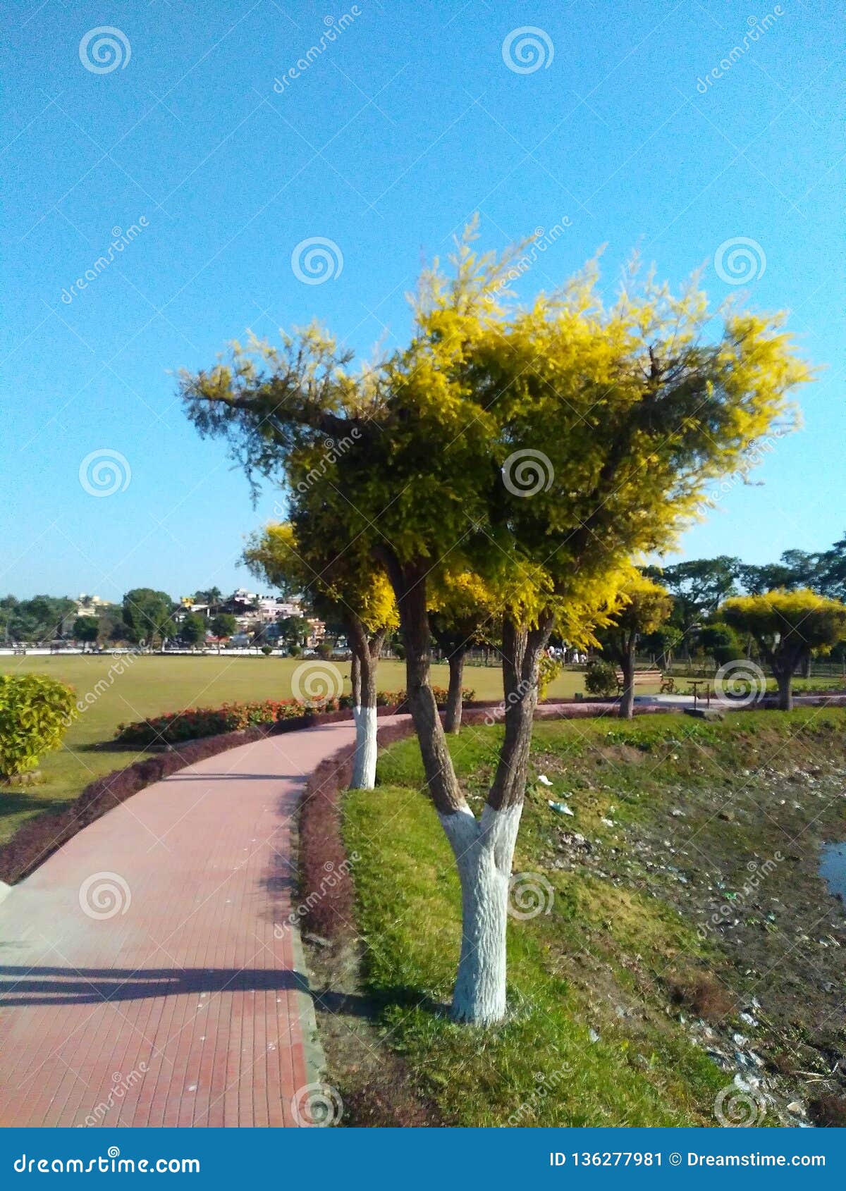 A tree beside a road stock image. Image of suddenly - 136277981