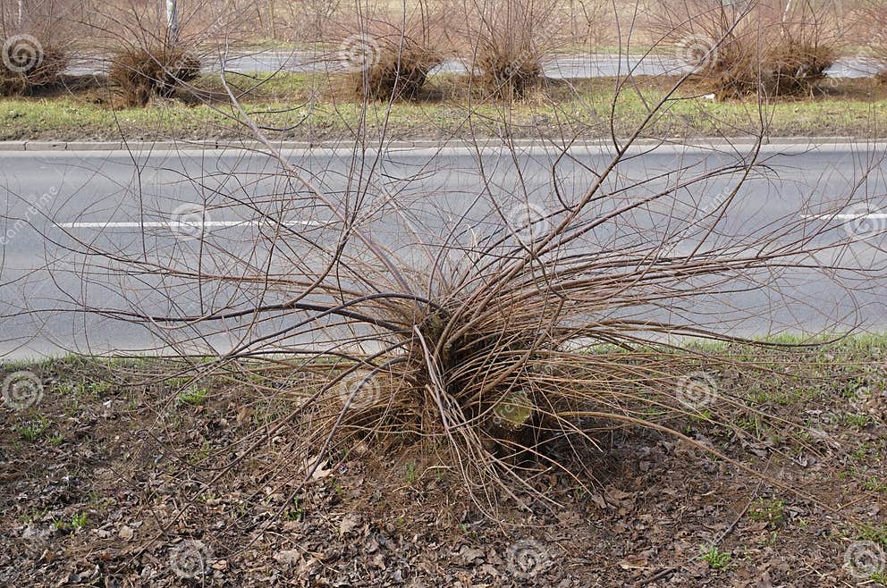 Tree by road stock image. Image of road, small, shrub - 51322319