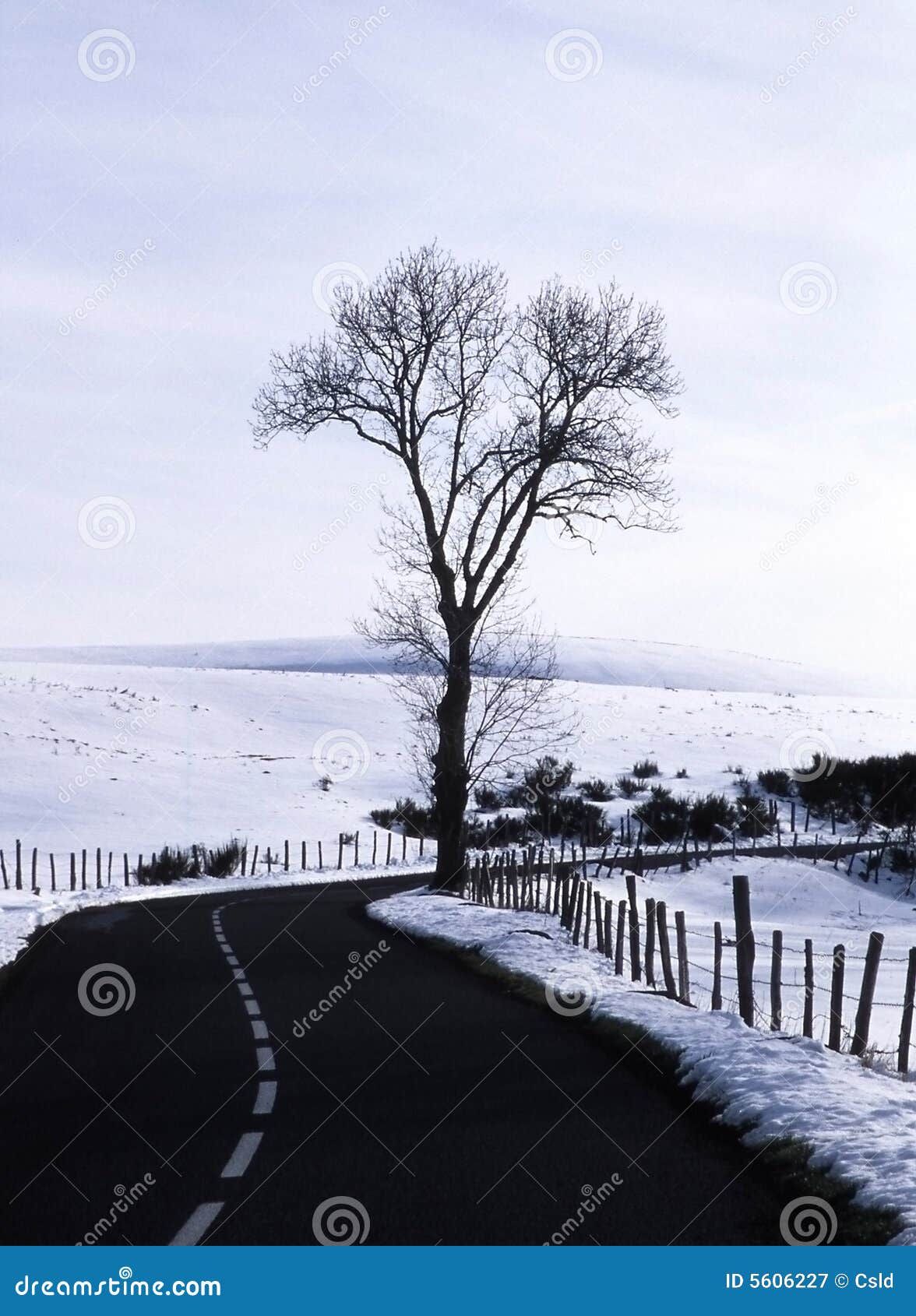 Tree and road in winter stock image. Image of death, contrast - 5606227