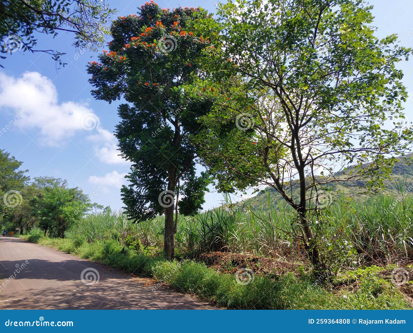 Tree at the Roadside Having Red Flowers Stock Photo - Image of ...