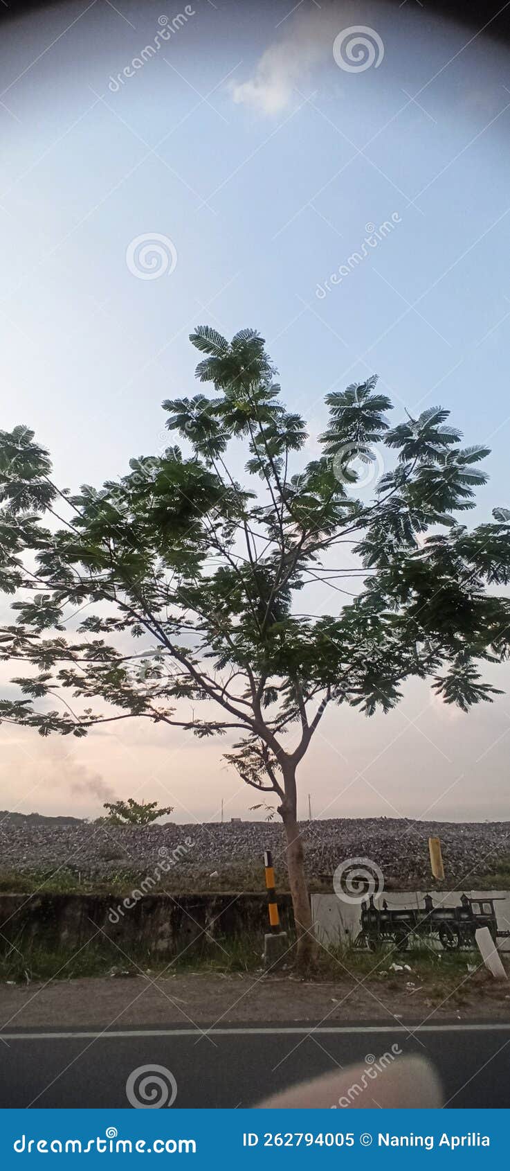 A Tree in Roadside of Trailway Track with Bright Sky Backround Stock ...