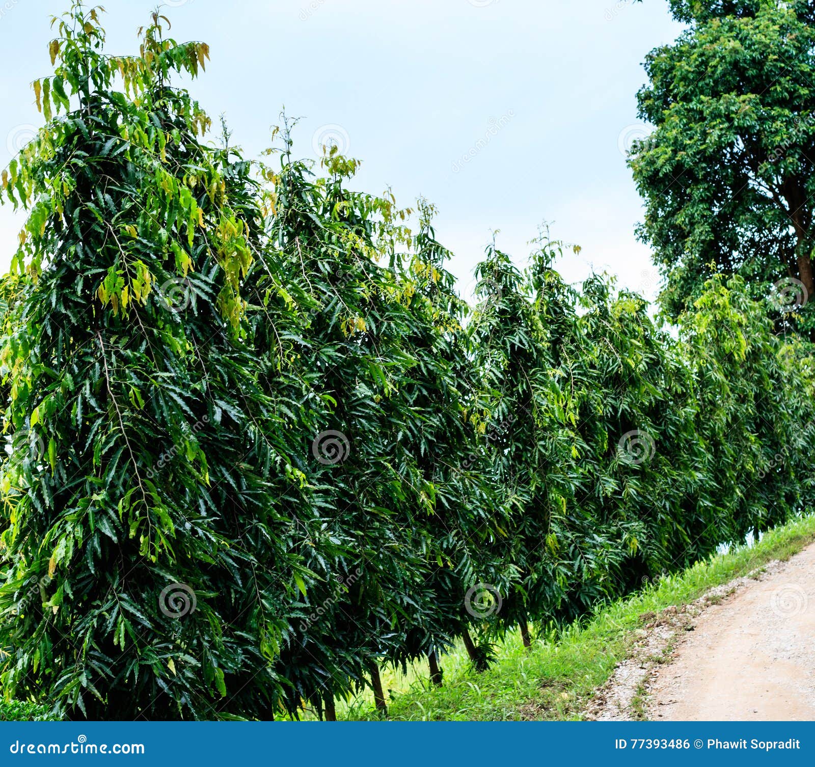 Tree on Roadside stock photo. Image of summer, blue, avenue - 77393486