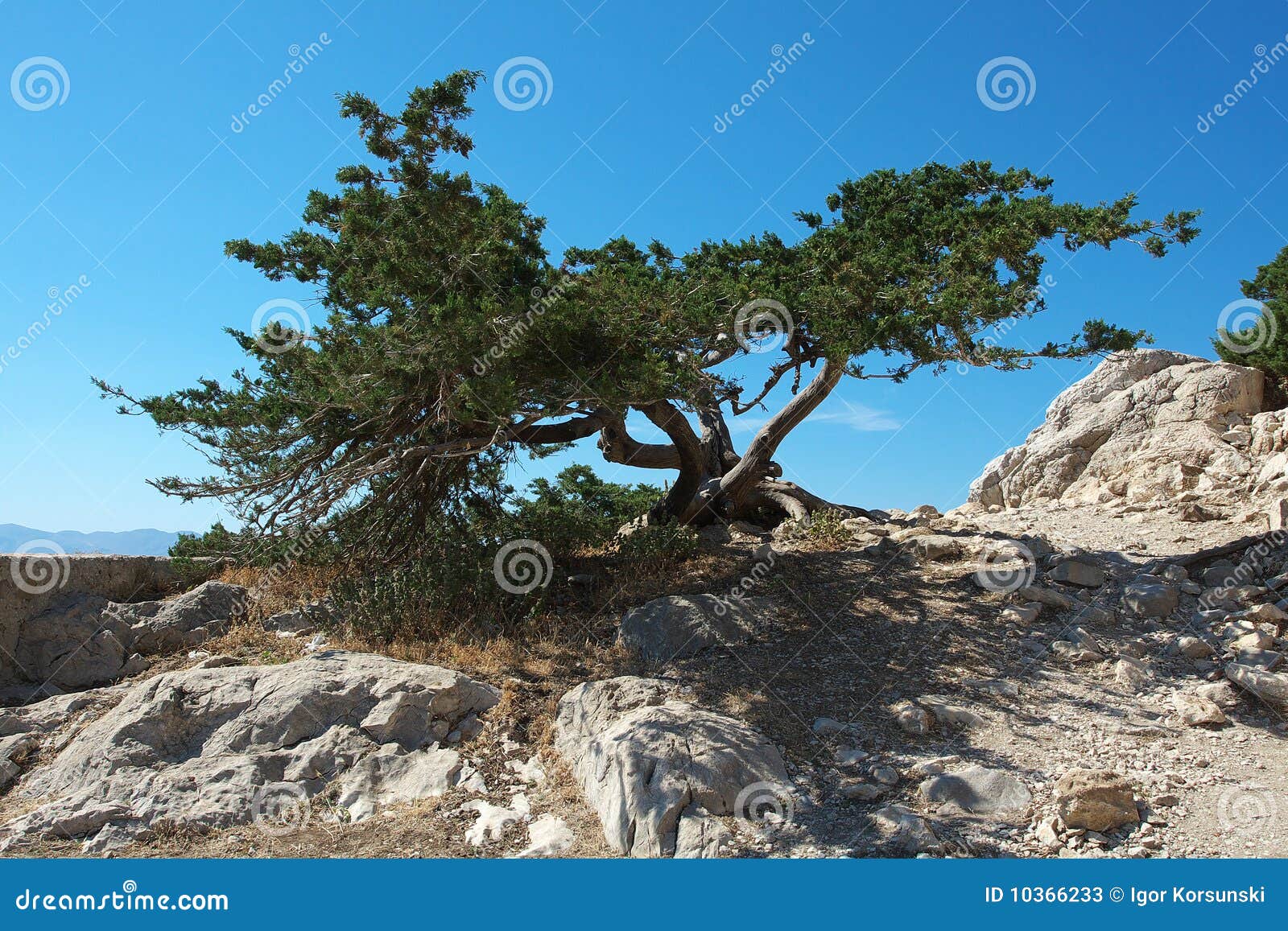 Tree on the rock stock image. Image of summer, height - 10366233