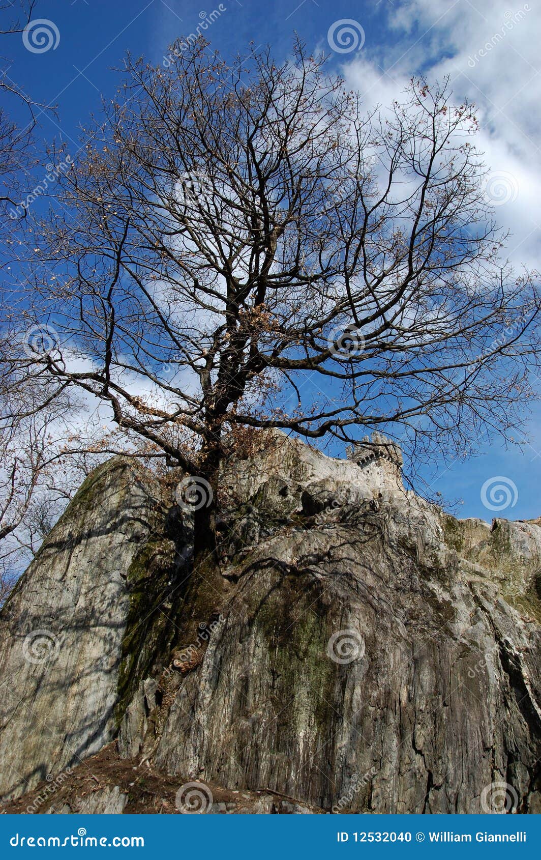 Tree on the rock stock photo. Image of rock, nature, ecologic - 12532040