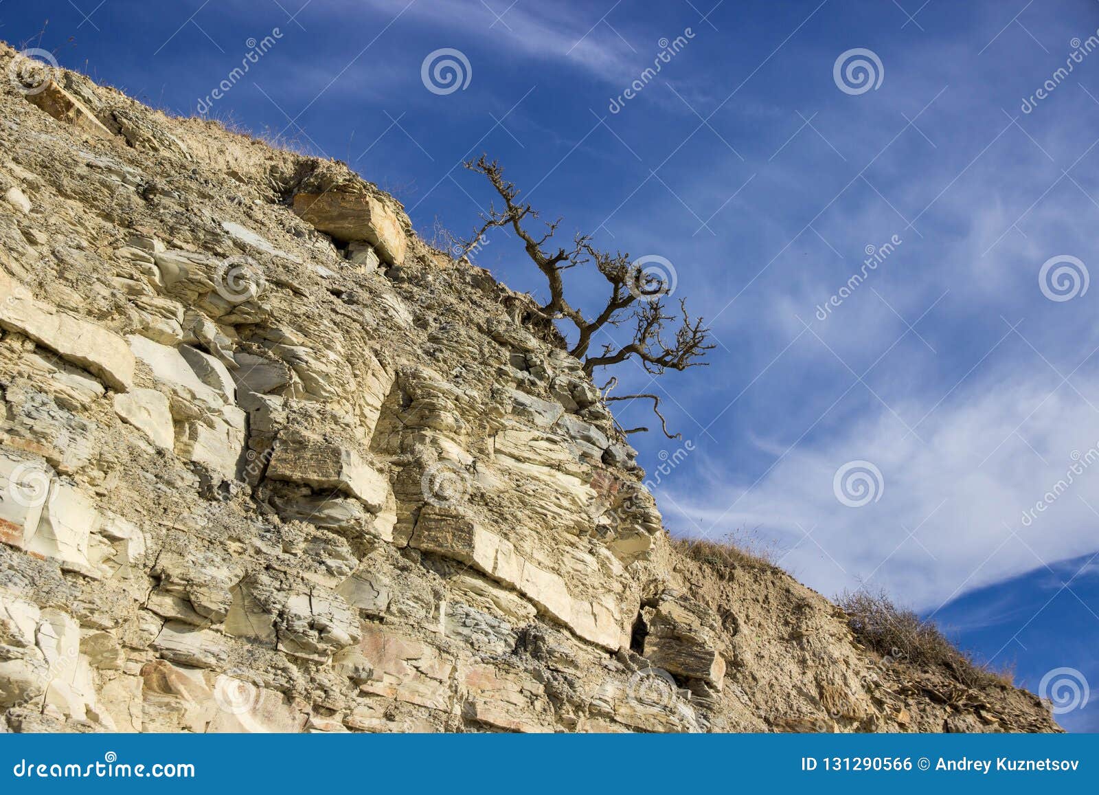 A Tree Grows on the Edge of a Rocky Cliff Stock Photo - Image of joshua ...