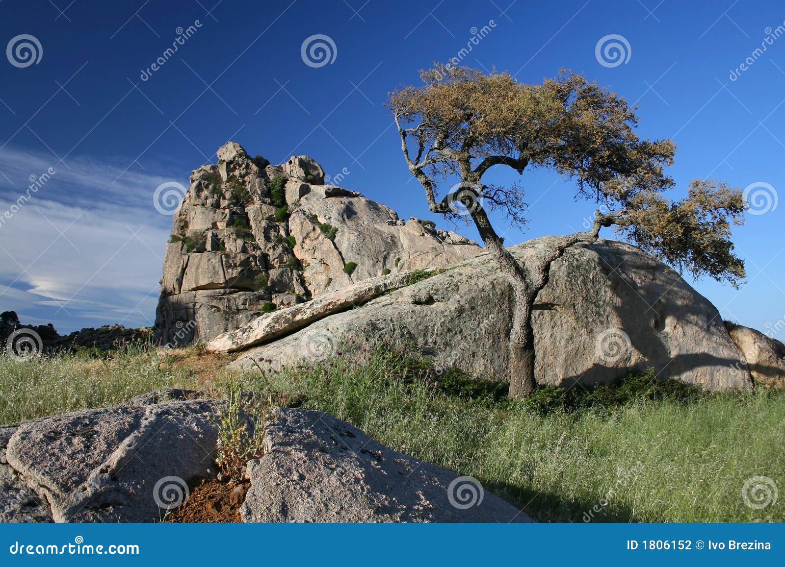 Tree On The Rock Picture. Image: 1806152