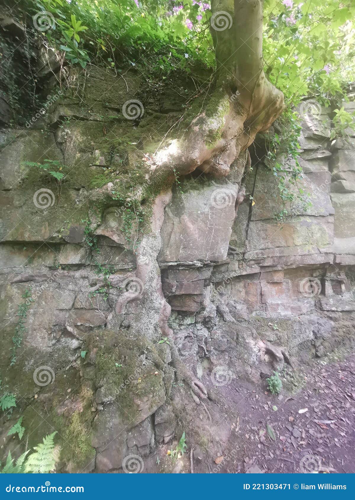 Tree and rock stock image. Image of terrain, trunk, cliff - 221303471