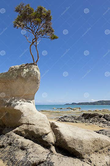 Tree on the rock stock photo. Image of life, cliff, survival - 22641812