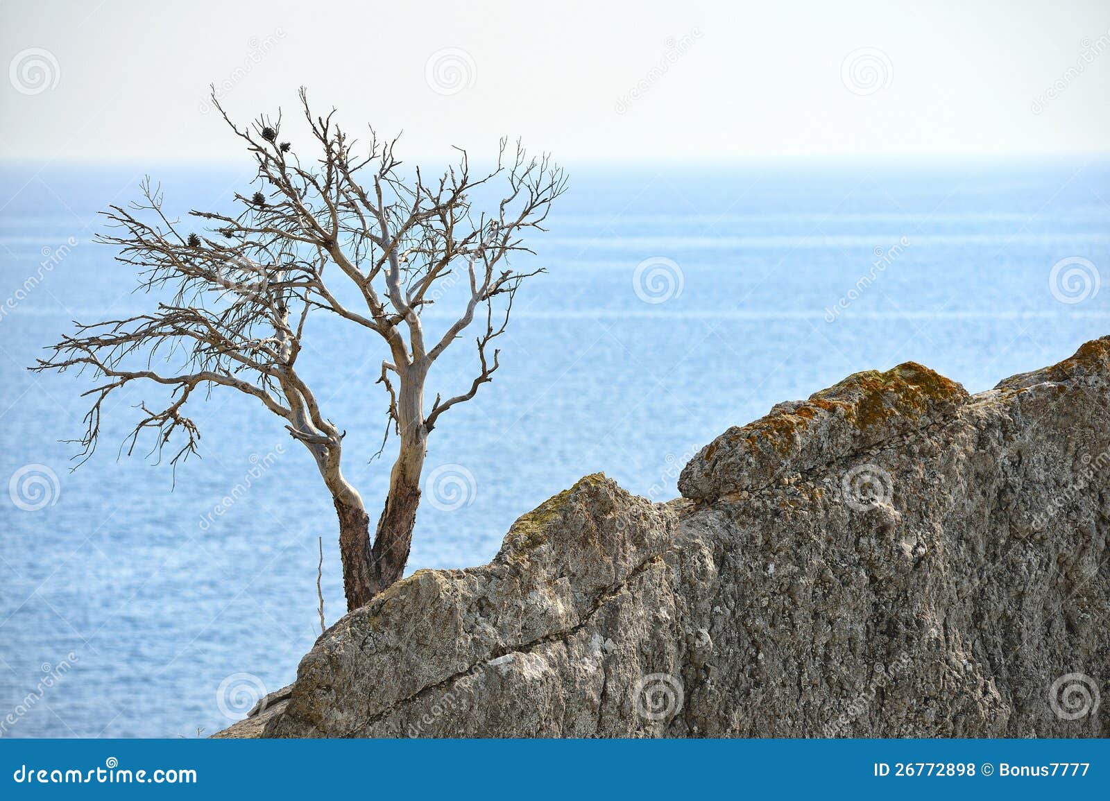 Tree on rock stock photo. Image of cliff, lonely, coast - 26772898